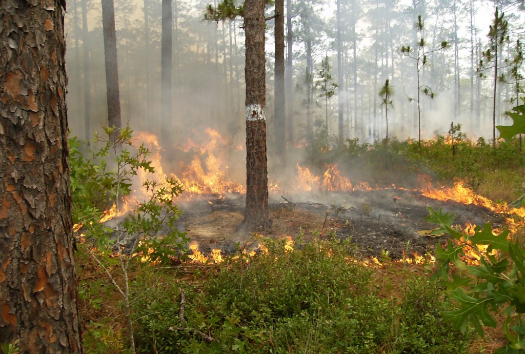 Two sides to every fire story - International Association of Wildland Fire