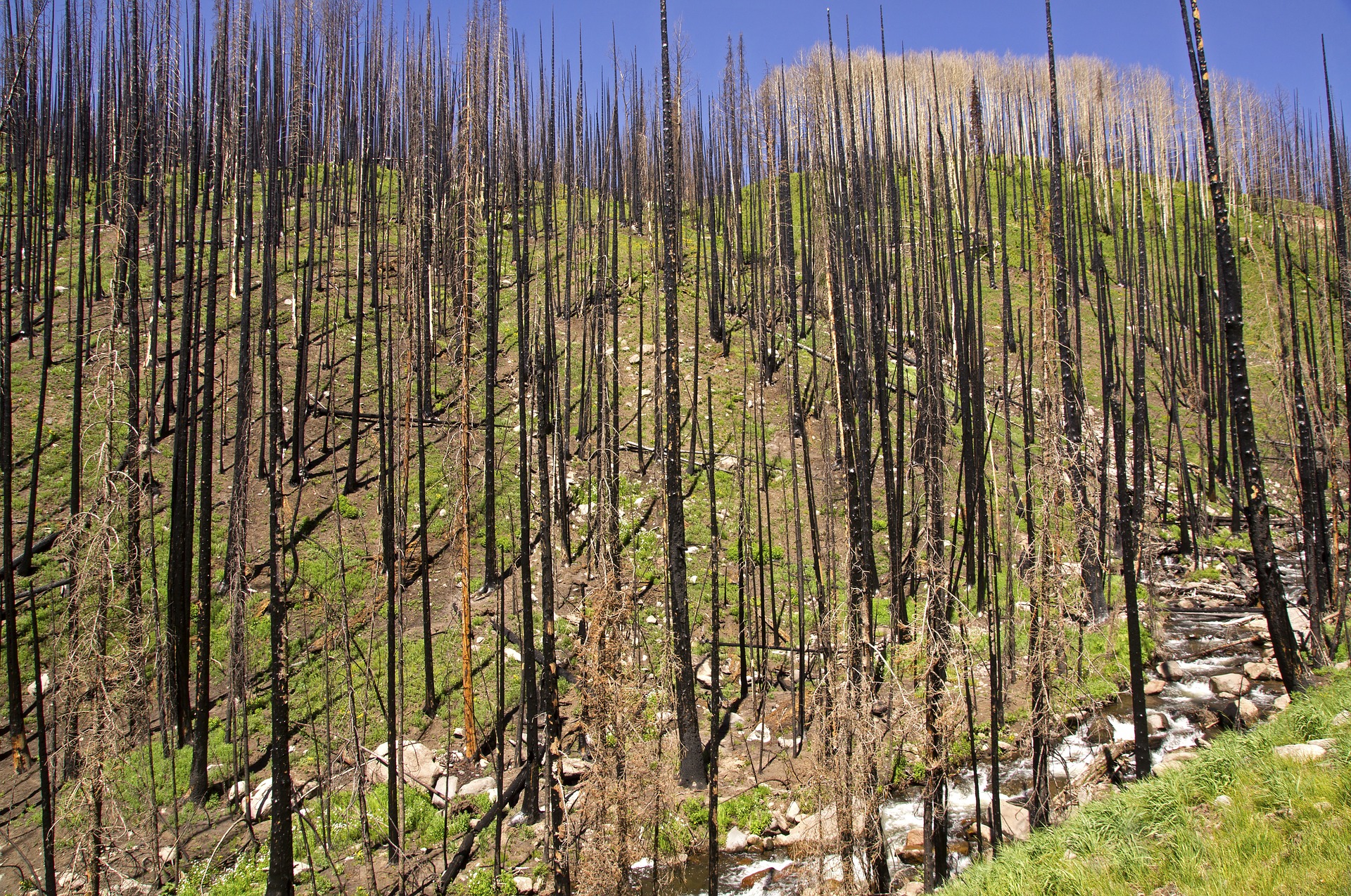 Fire science: International Journal of Wildland Fire - International ...