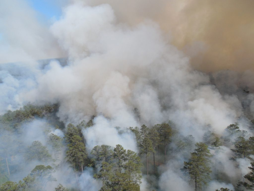 Returning Good Fire to the Longleaf Pines - International Association ...