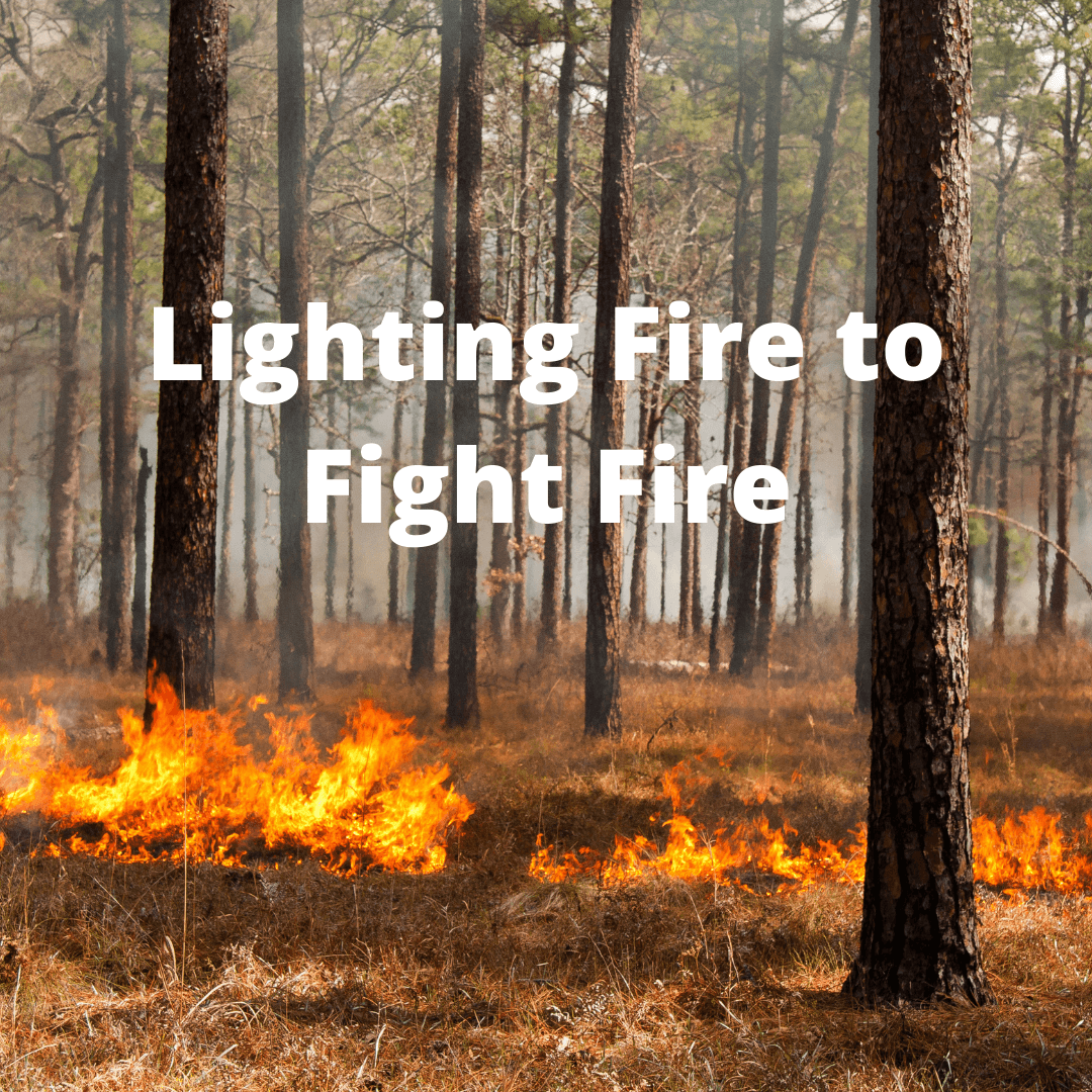 Lighting Fire to Fight Fire - International Association of Wildland Fire