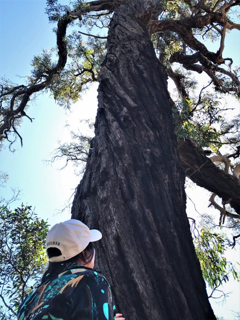 A Story about a Bird and Fire - International Association of Wildland Fire