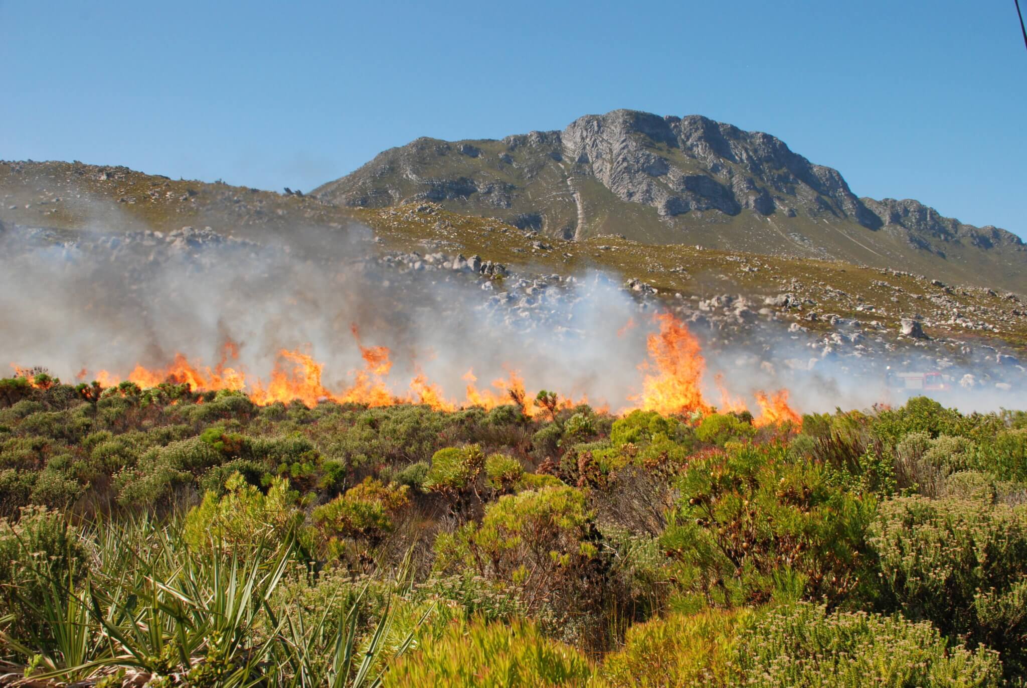 Planned Burns, Plus Fuel Management, may be Rx for Western Cape ...