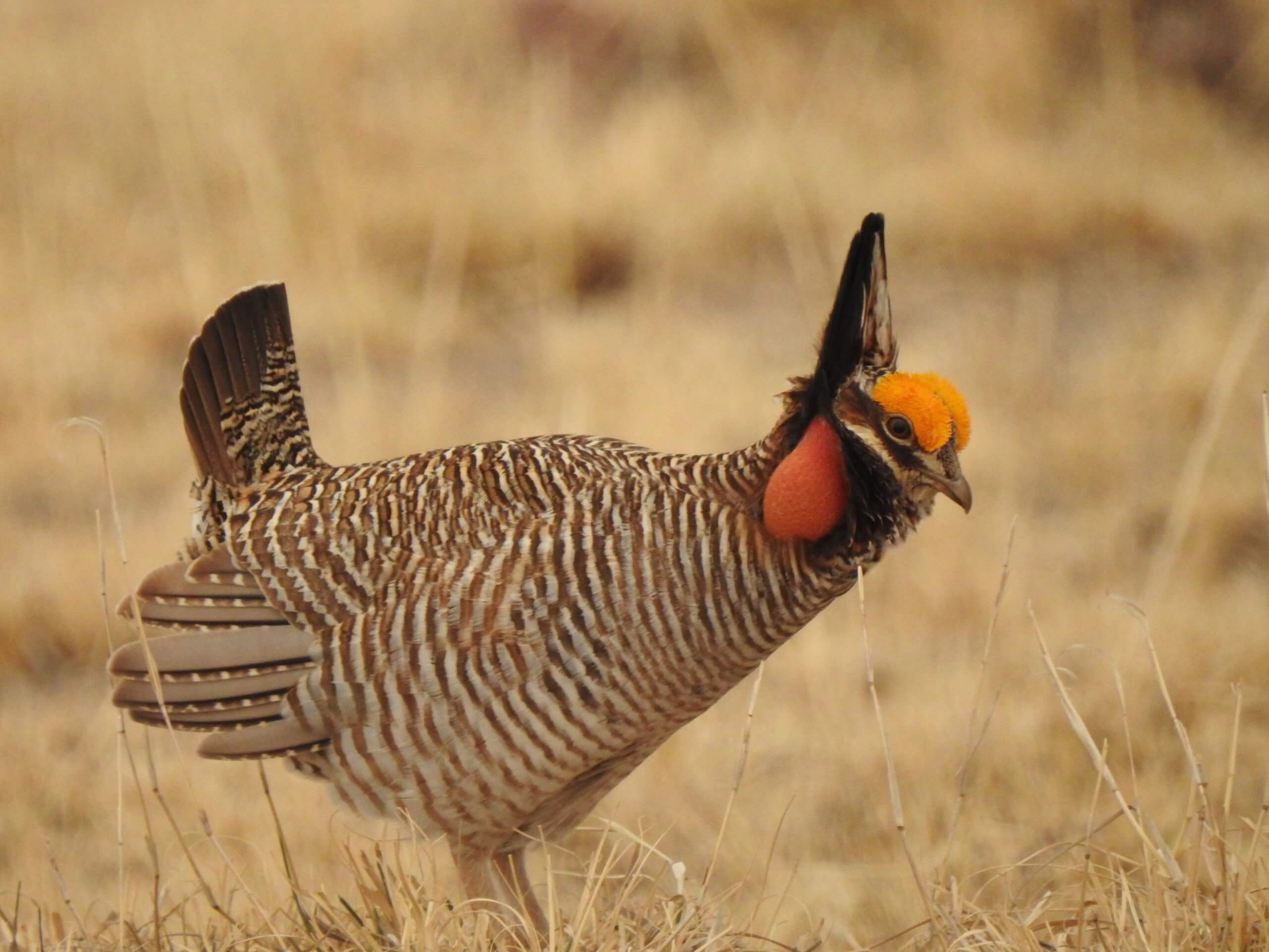 GROUSE, GRASS AND GARGANTUAN FIRE-MEGAFIRE MAY BE A NEW THREAT TO ...
